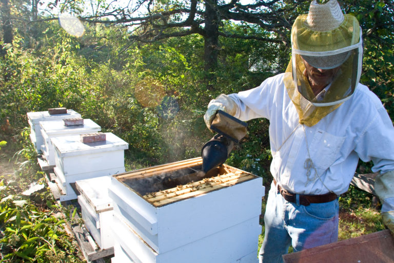 A fighting chance for Minnesota bees | MEPartnership