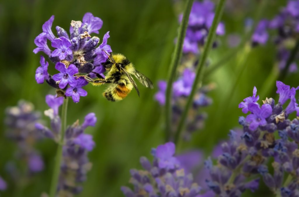 Making Minnesota an oasis for pollinators | MEPartnership