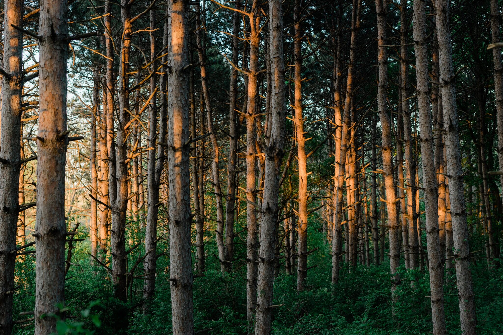 Minnesota Environmental Partnership - The Minnesota Environmental ...